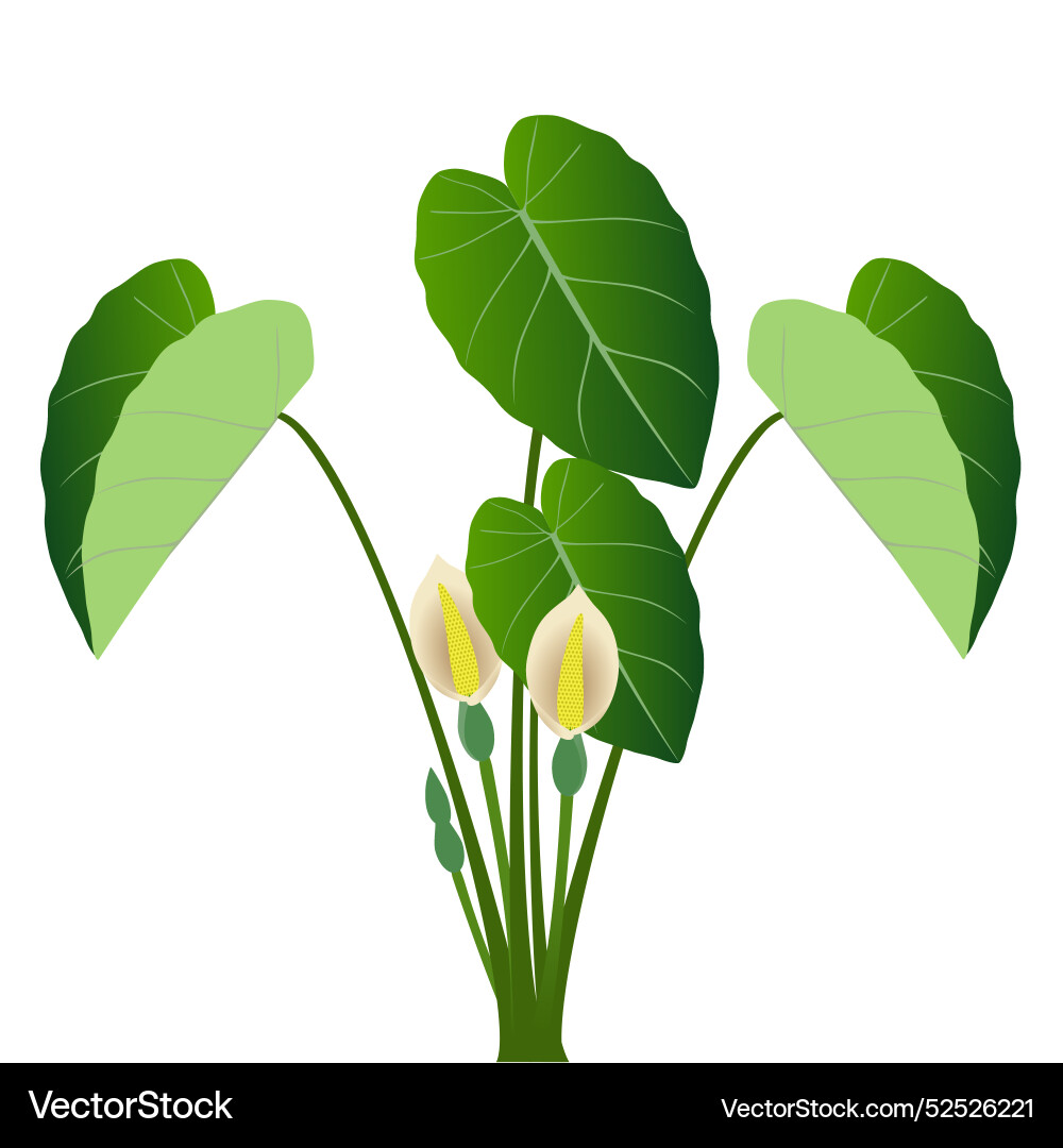 Taro plant with leaves and flowers Royalty Free Vector Image
