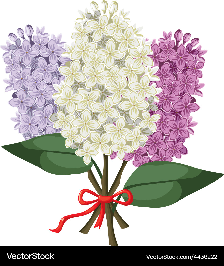 Lilac bouquet Royalty Free Vector Image - VectorStock