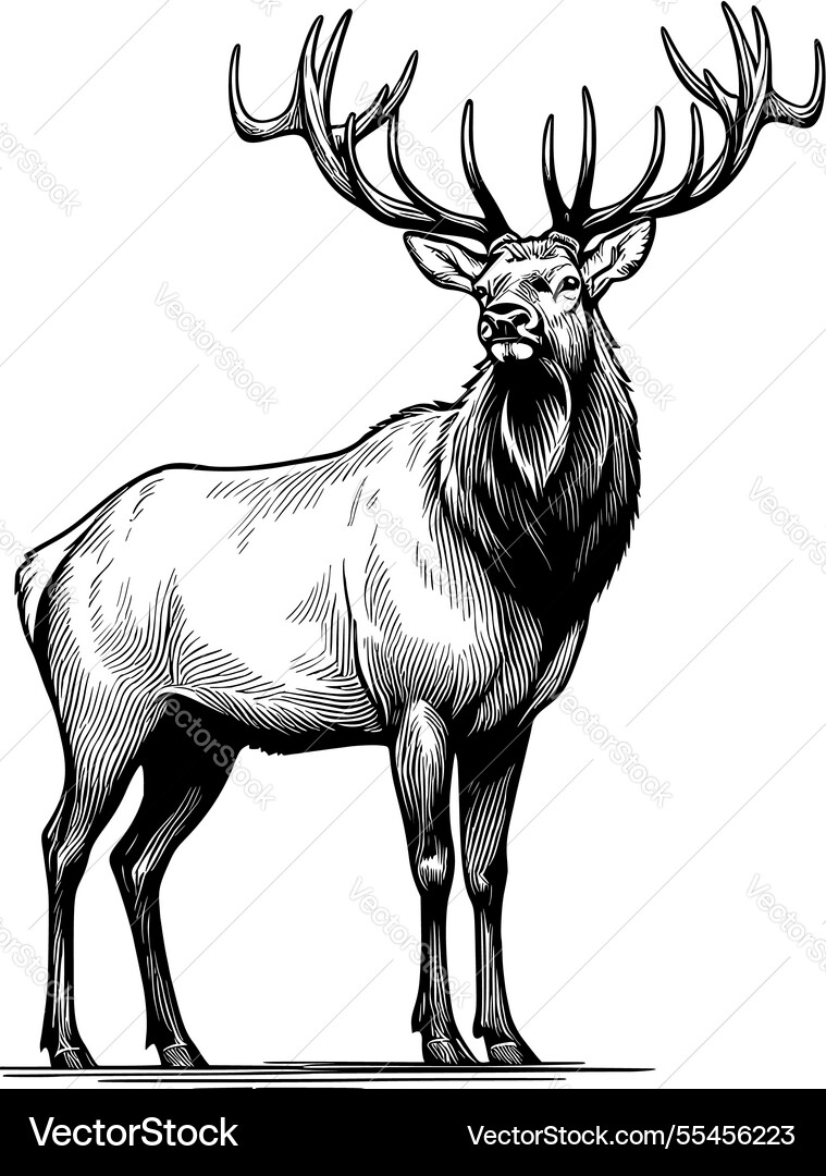 Elk Royalty Free Vector Image - VectorStock