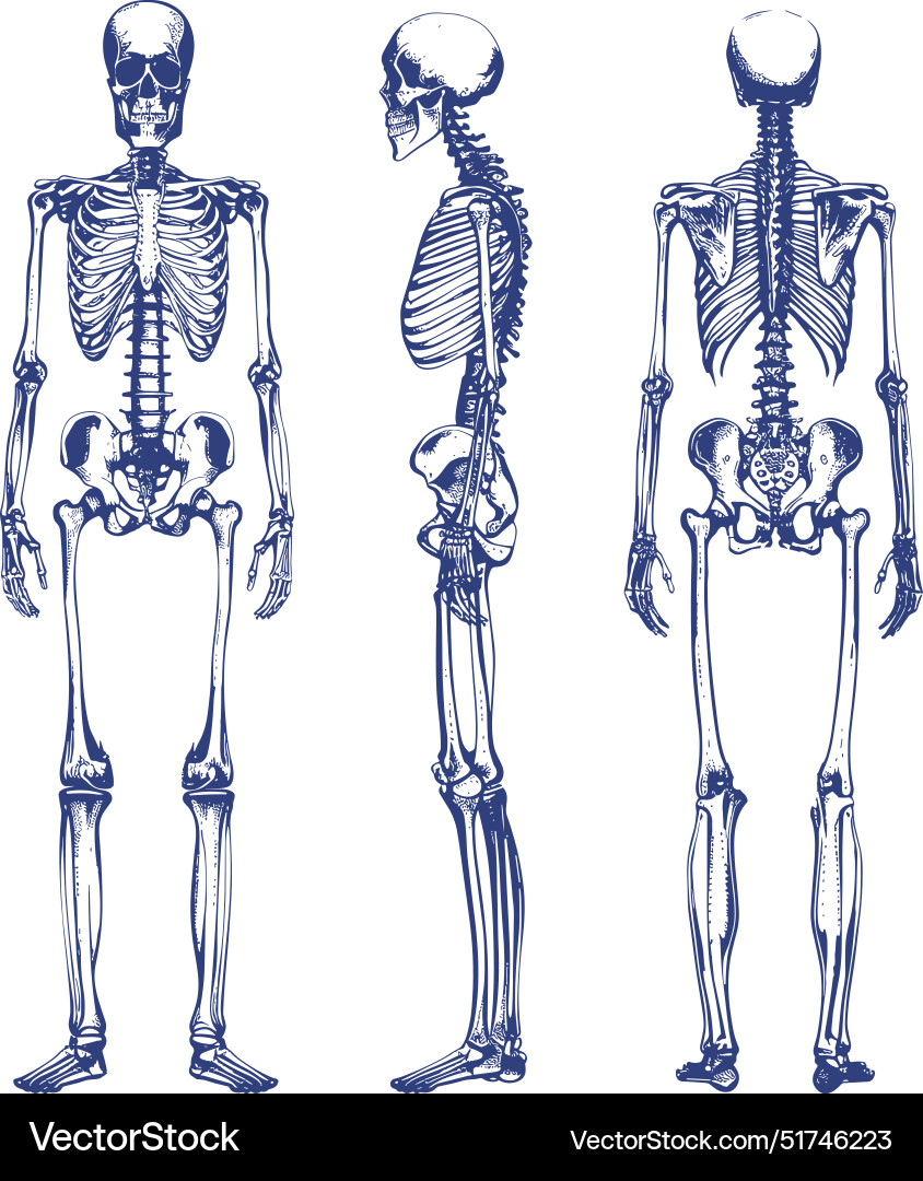 Human skeleton ink sketch set bones spine Vector Image