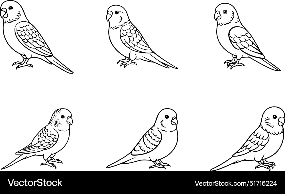 Budgie sits sketch for design Royalty Free Vector Image