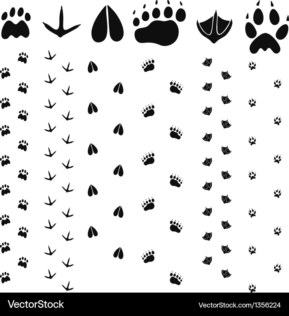 Paw print Royalty Free Vector Image - VectorStock