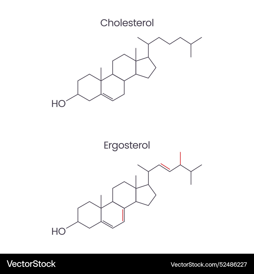 Cholesterol ergosterol Royalty Free Vector Image