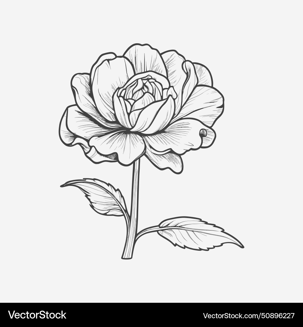Rose flower hand drawn Royalty Free Vector Image