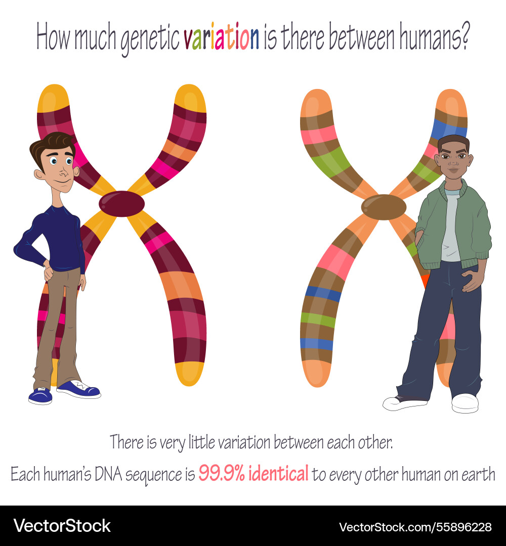 Human genetic variation Royalty Free Vector Image