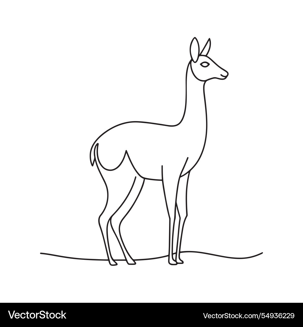 Vicuna animal continuous line art flat on white Vector Image
