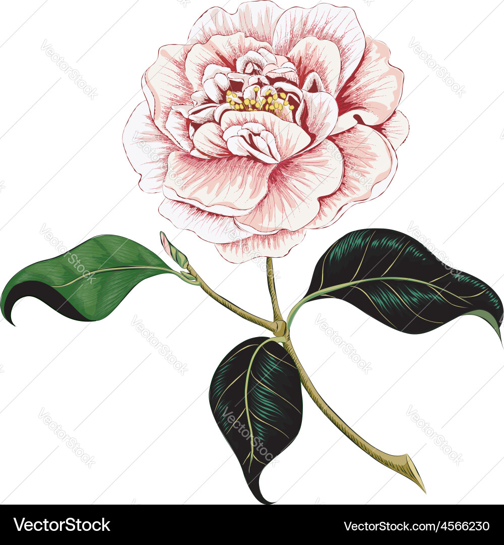 Camellia Royalty Free Vector Image - VectorStock