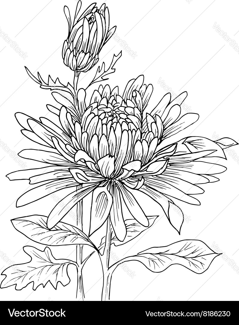 Flower hand drawn aster Royalty Free Vector Image