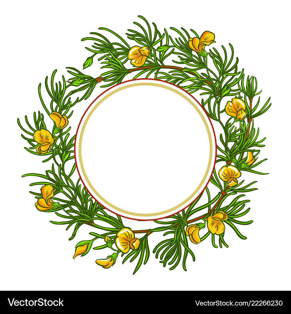 Rooibos branch frame Royalty Free Vector Image