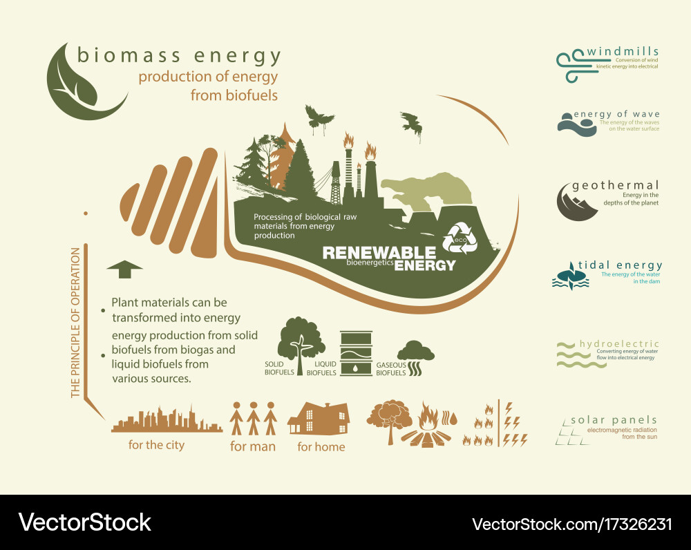 Infographics renewable source of biomass energy Vector Image