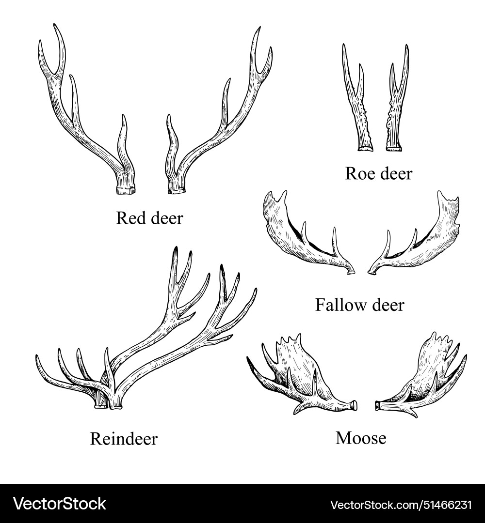 Set of antlers various types animals deers Vector Image