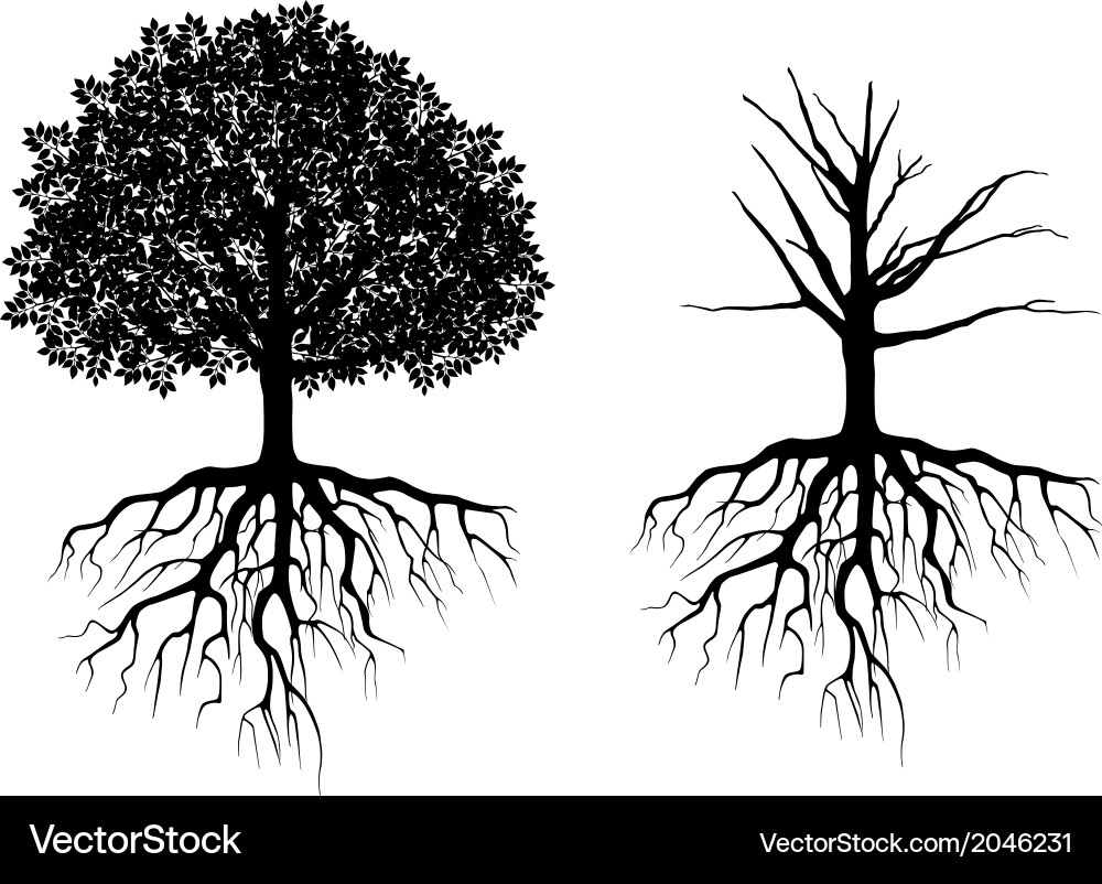 Oak Tree With Roots Drawings Tree Of Life Logo Design Inspiration