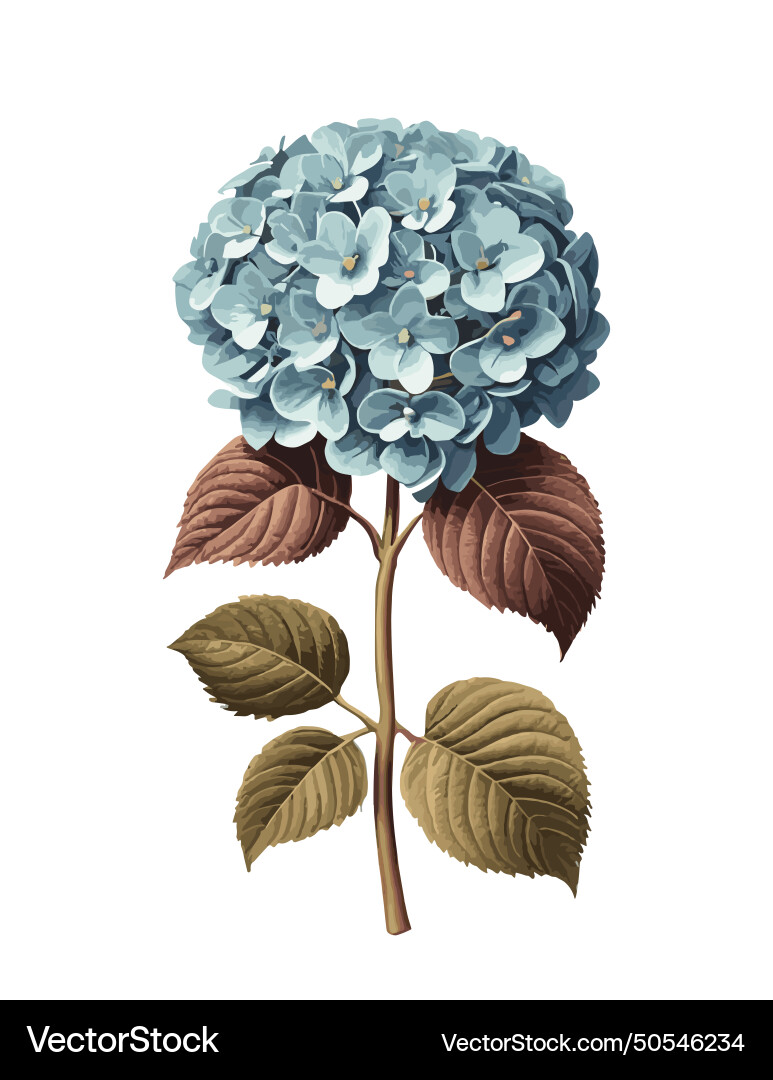 A blue hydrangea shrub art Royalty Free Vector Image