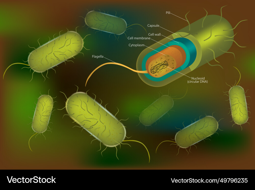 Bacterial cell anatomy labeling structures Vector Image