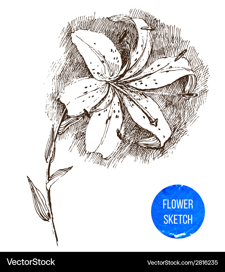 Hand drawn lily flower Royalty Free Vector Image