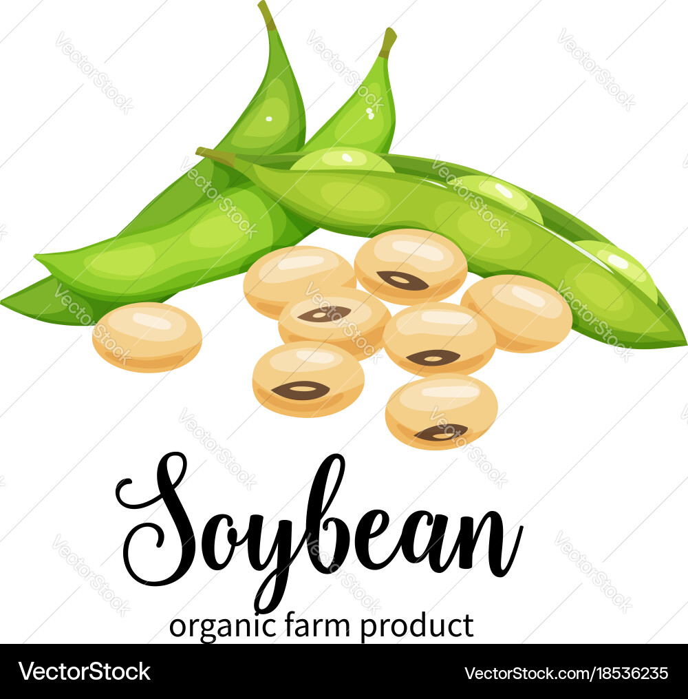 Soybean in cartoon style Royalty Free Vector Image