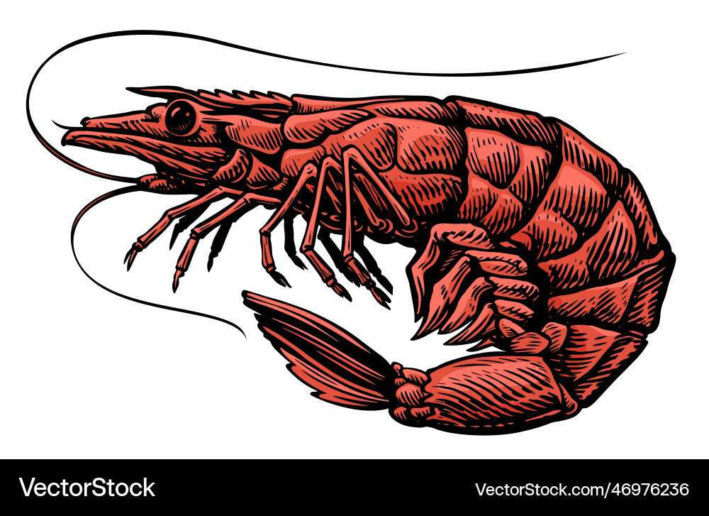 Shrimp whole prawn seafood Royalty Free Vector Image