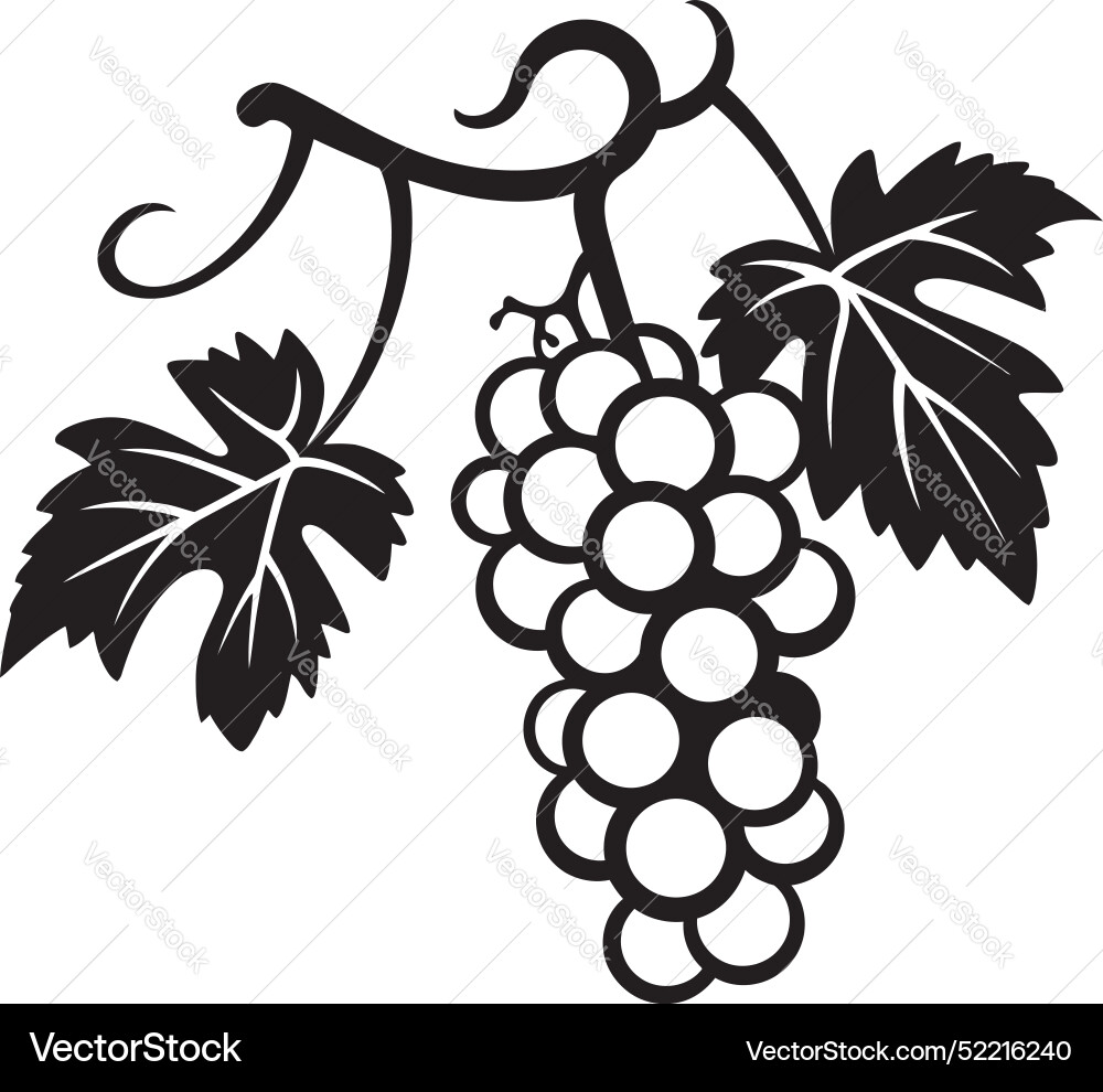 Garden elegance black grapevine symbol vineyard Vector Image