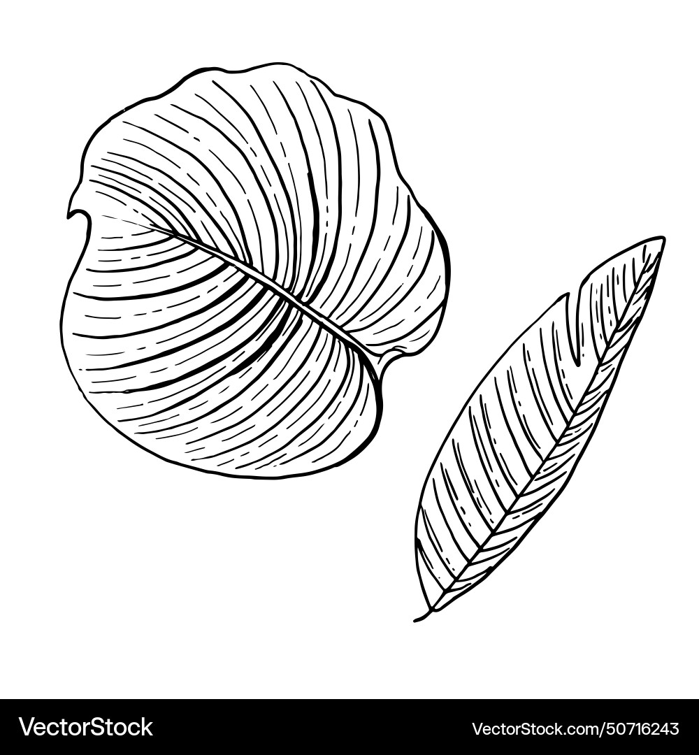 Tropical leaves line art set exotic jungle Vector Image