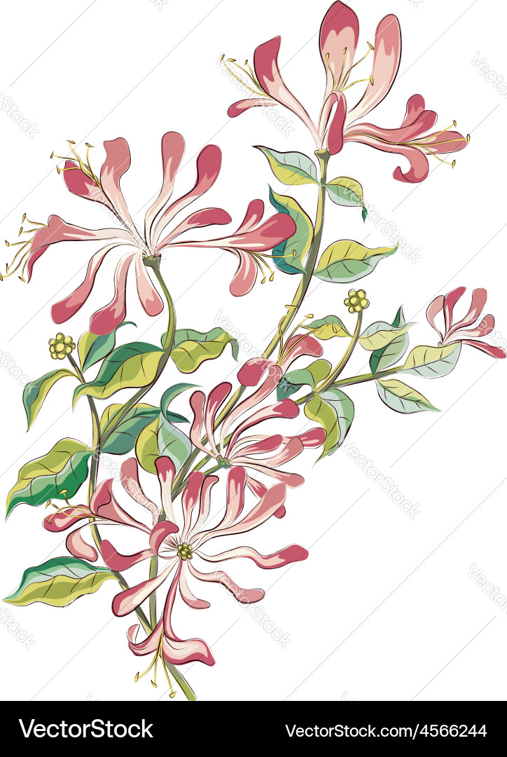 Flowering Honeysuckle Branch Royalty Free Vector Image