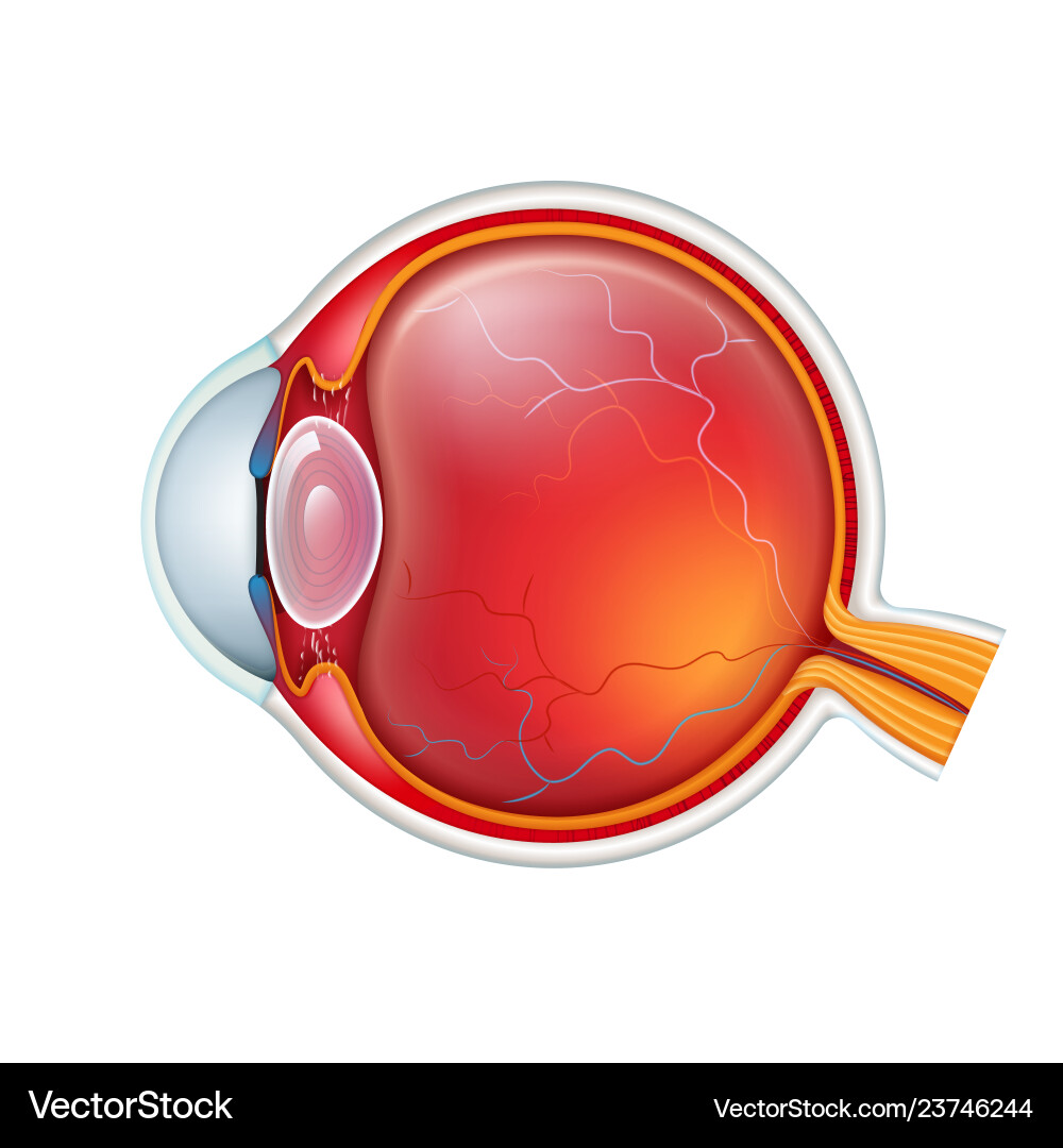 Human eye crossection close up isolated Royalty Free Vector