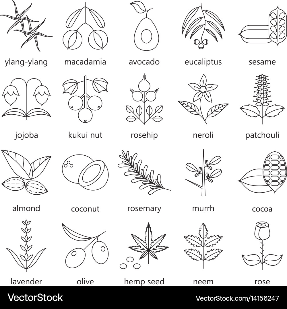 Botanical Herb Icons - Plant Collection Royalty Free Vector