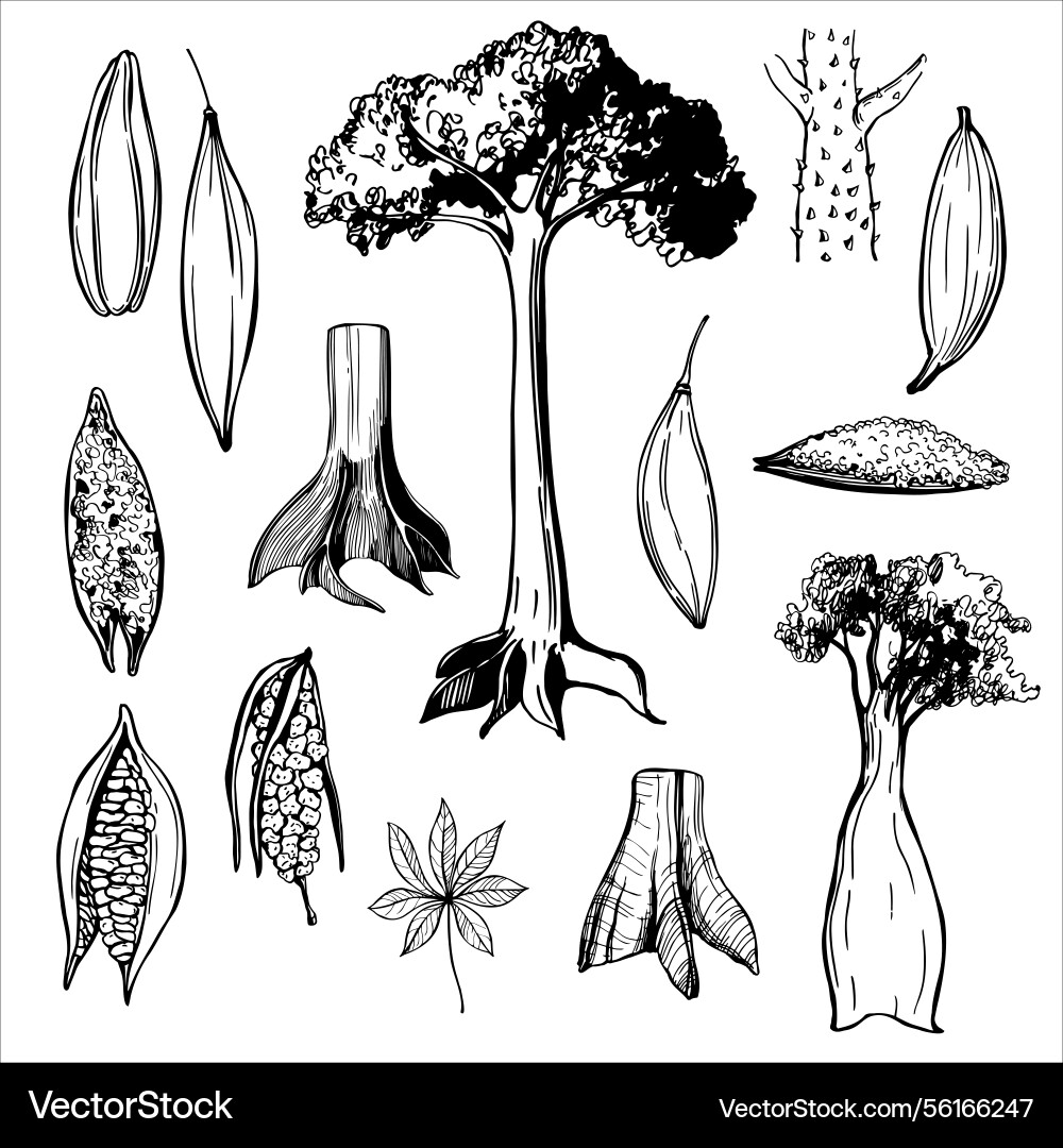 Kapok tree sketch Royalty Free Vector Image - VectorStock