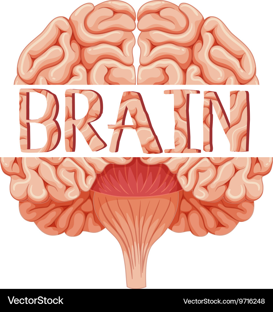 Human brain in closer look Royalty Free Vector Image
