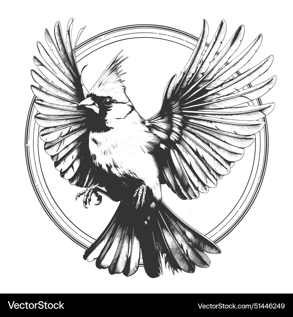 Flying cardinal bird engraving Royalty Free Vector Image