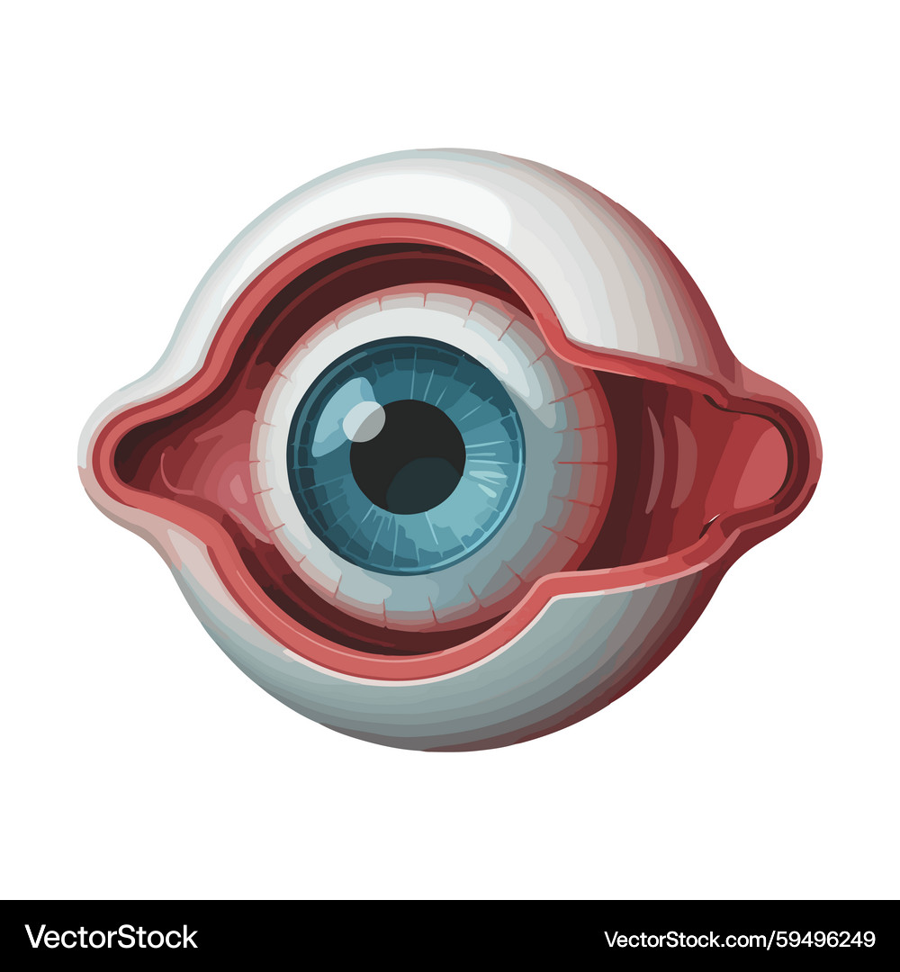 Human eye anatomy cross-section Royalty Free Vector Image