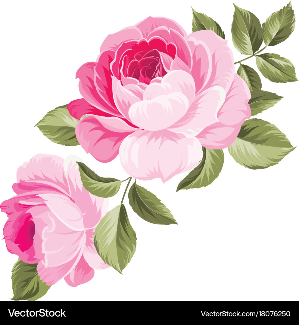 Background with roses Royalty Free Vector Image