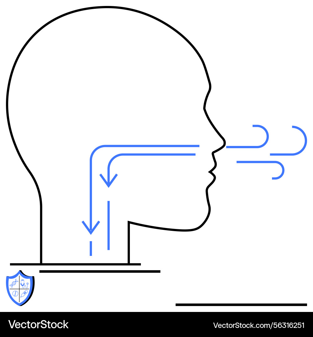 Human respiratory system diagram with airflow Vector Image