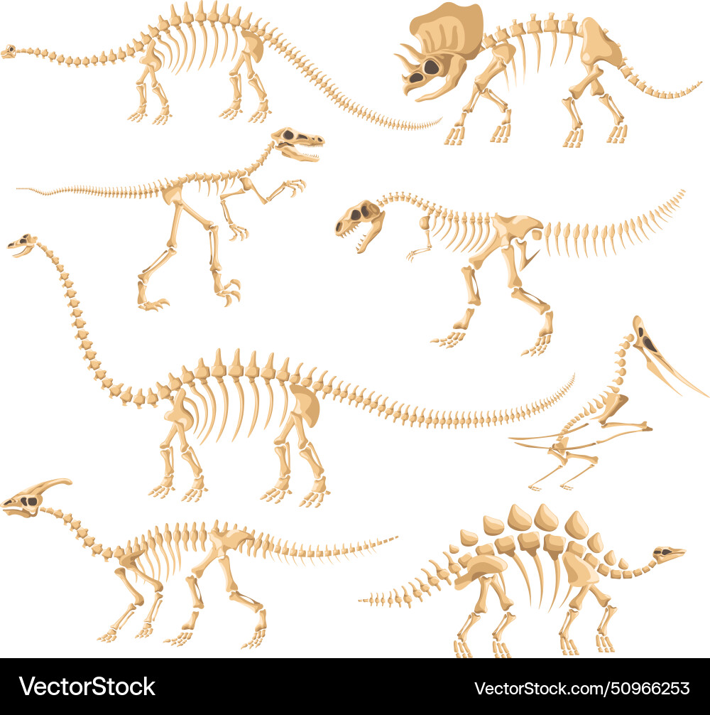 Dinosaur skeletons dinosaurs bone isolated Vector Image