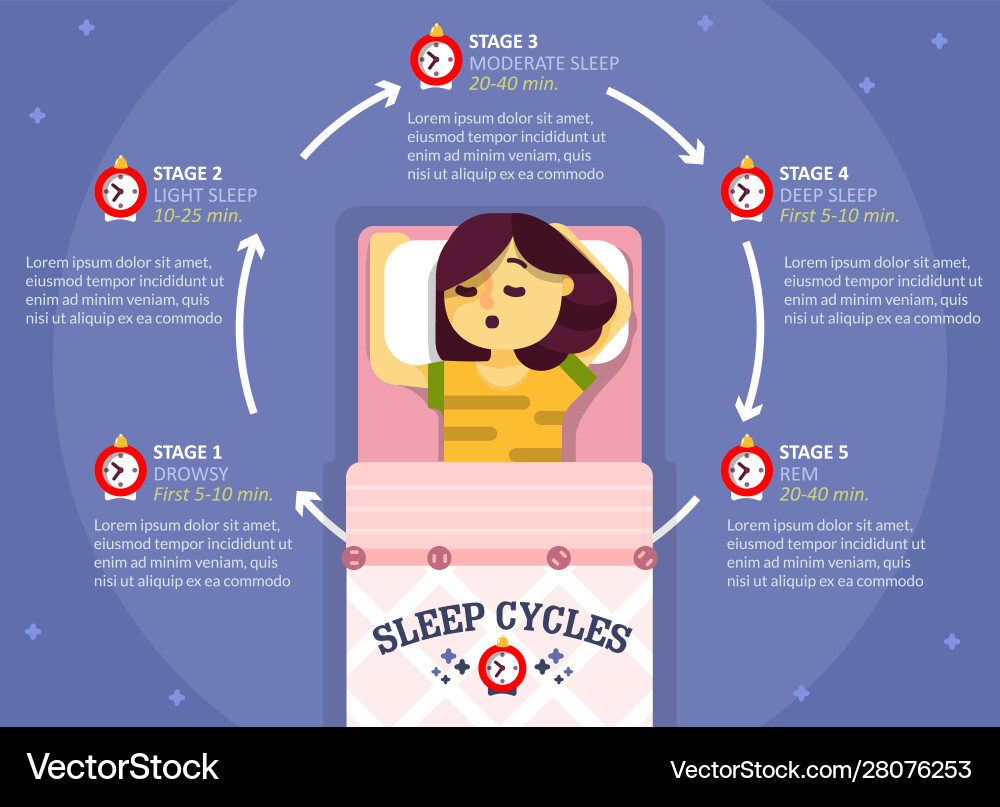 Sleep cycle infographics education diagram Vector Image