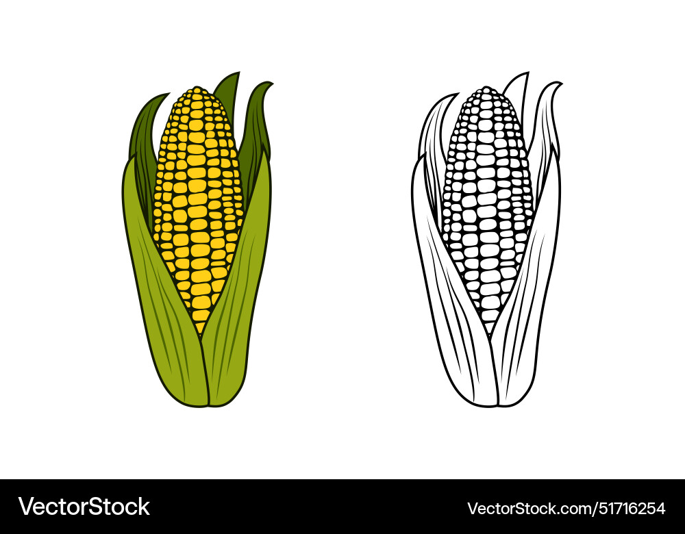 Corn design Royalty Free Vector Image - VectorStock