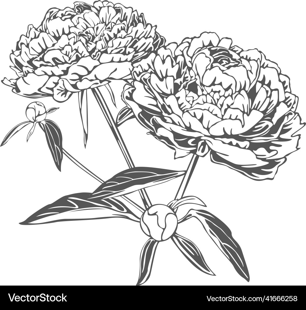 Peonies Royalty Free Vector Image - VectorStock
