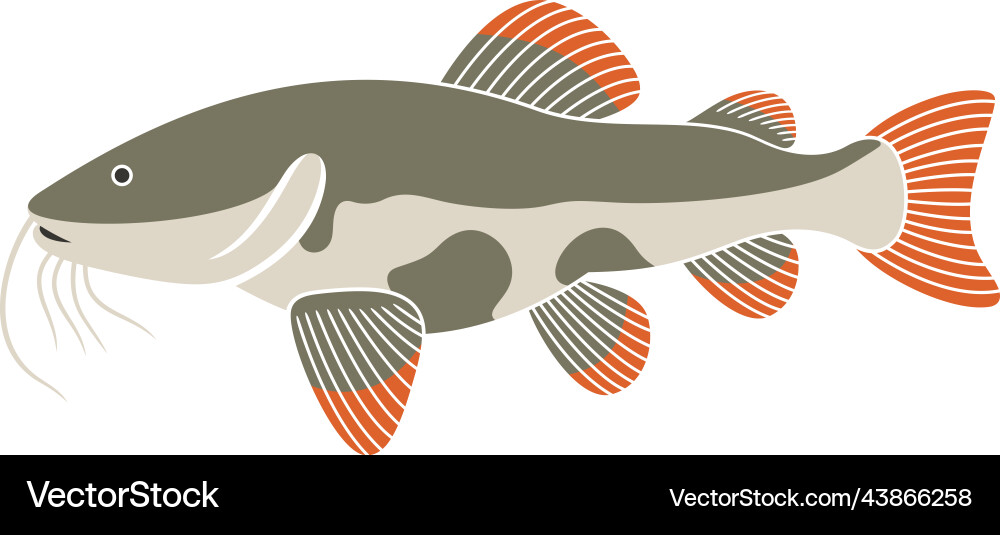Redtail catfish Royalty Free Vector Image - VectorStock