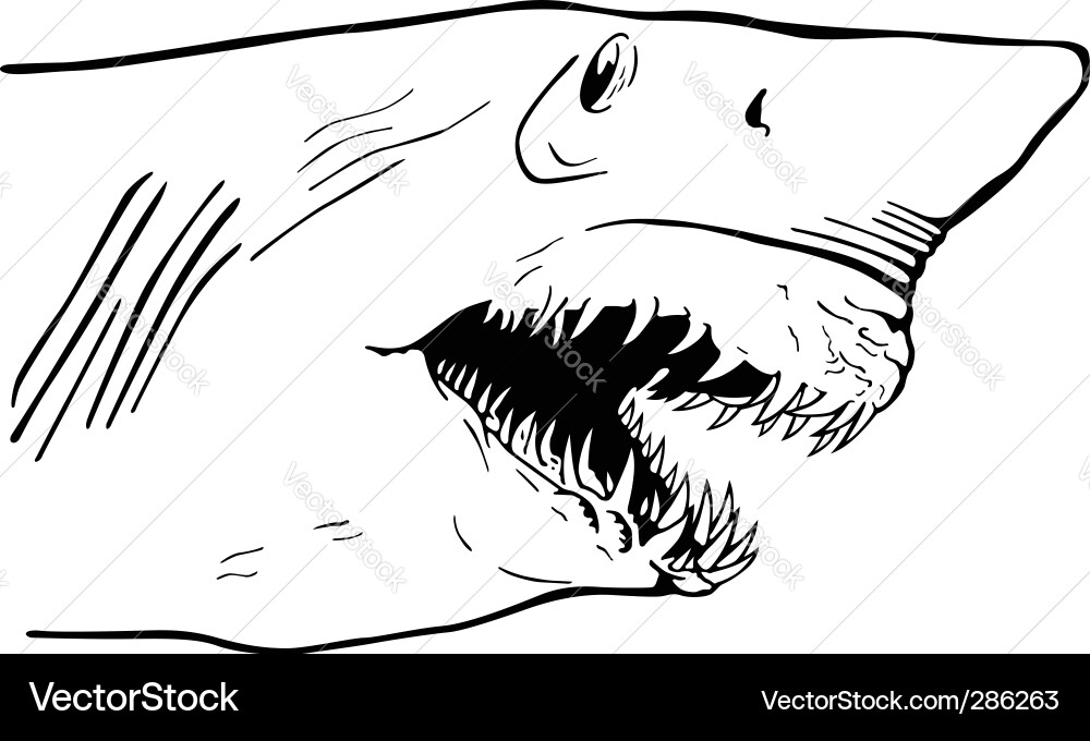 Shark jaw Royalty Free Vector Image - VectorStock