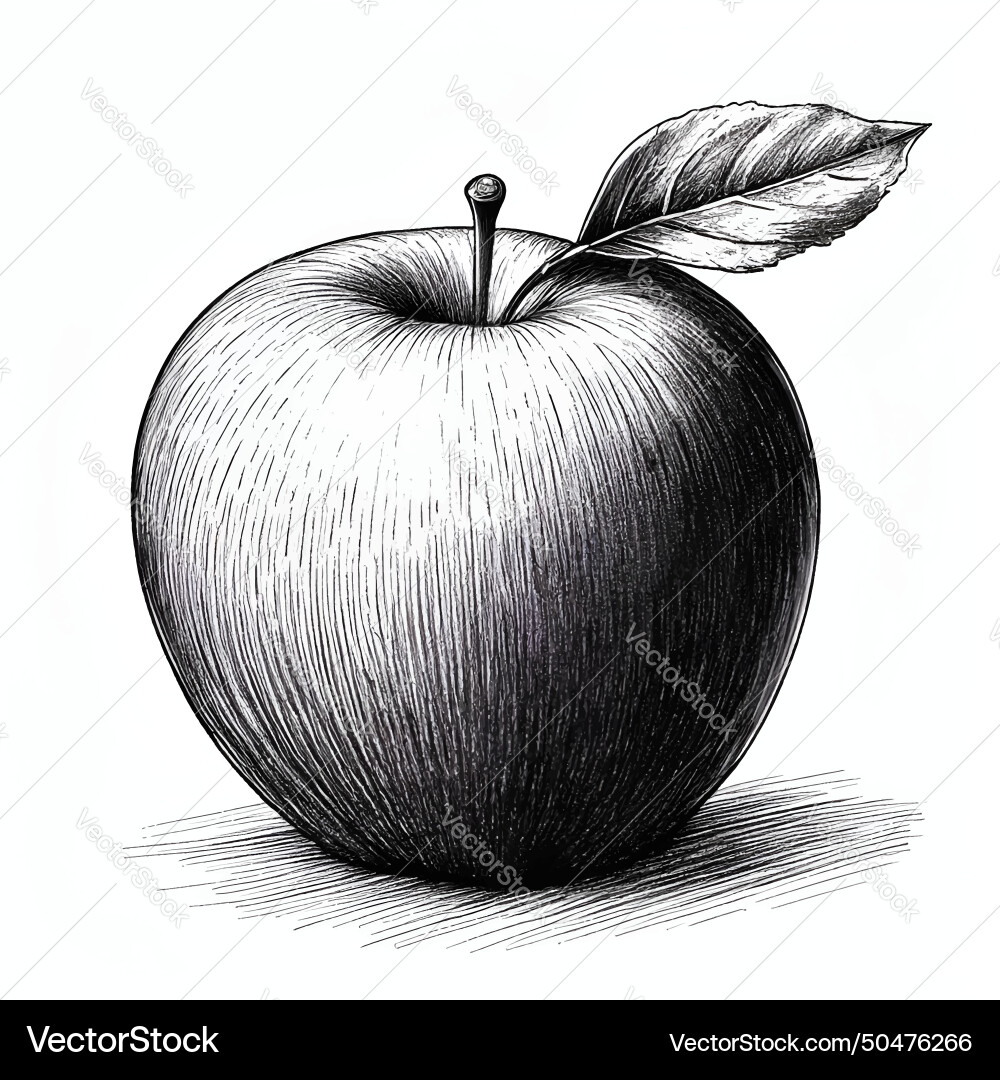Apple ink sketch drawing black and white Vector Image