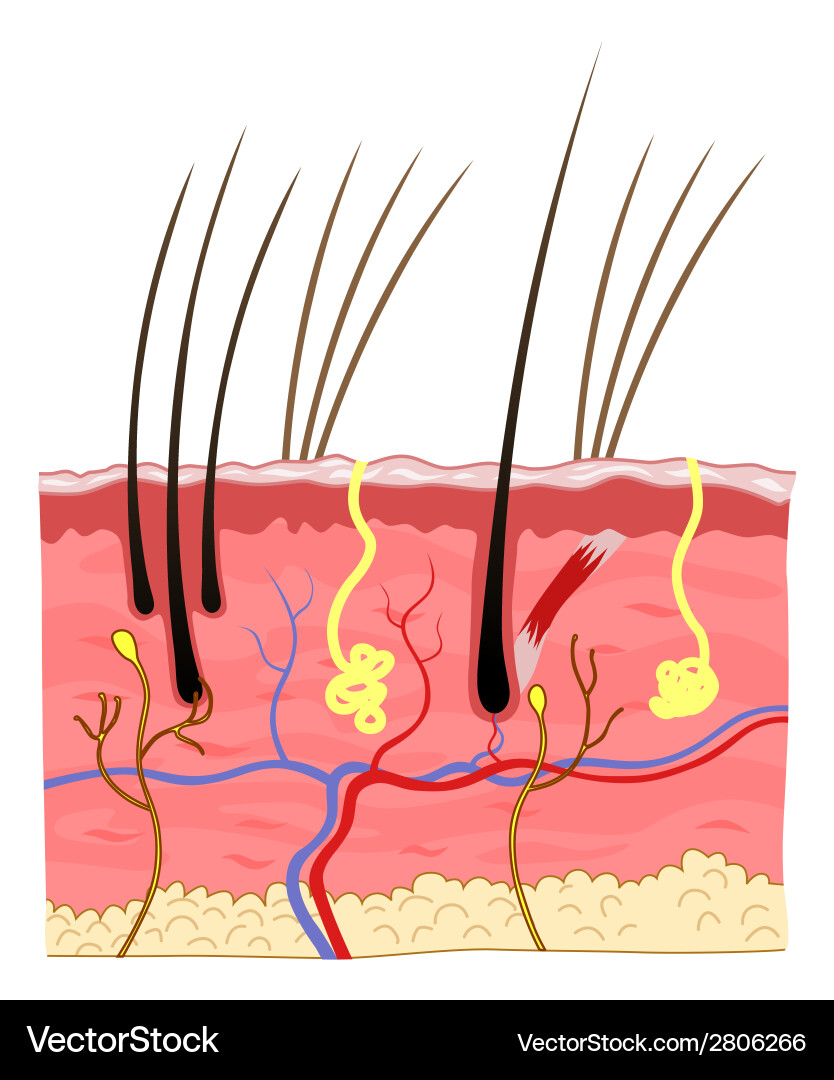 Cat skin structure Royalty Free Vector Image - VectorStock