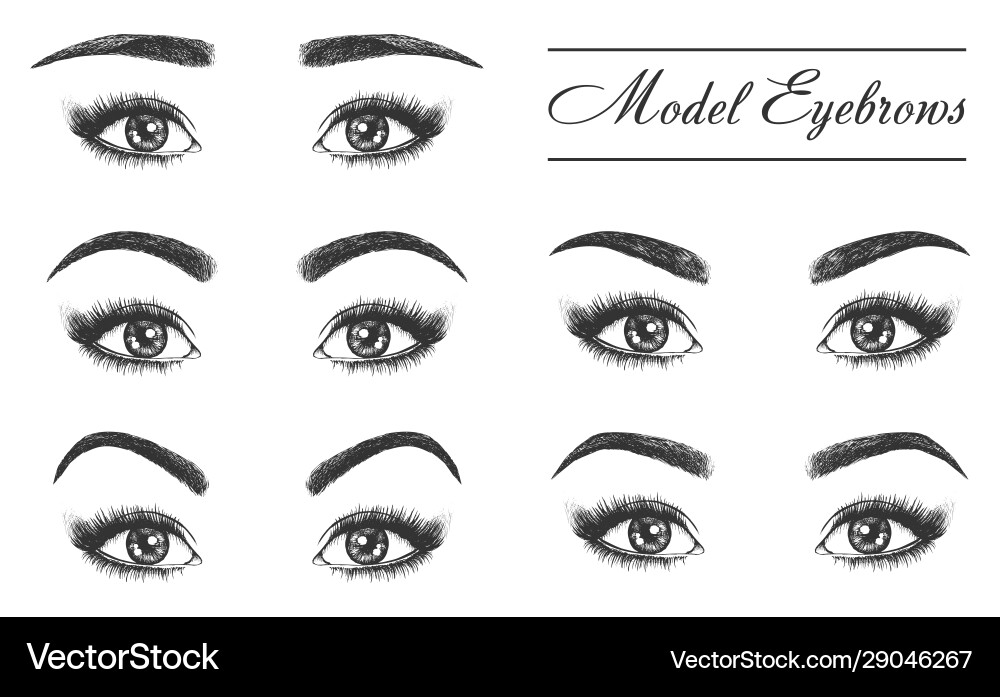 Female eyebrows eyes and lashes makeup styles Vector Image