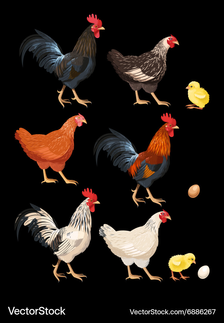 Set of chicken Royalty Free Vector Image - VectorStock