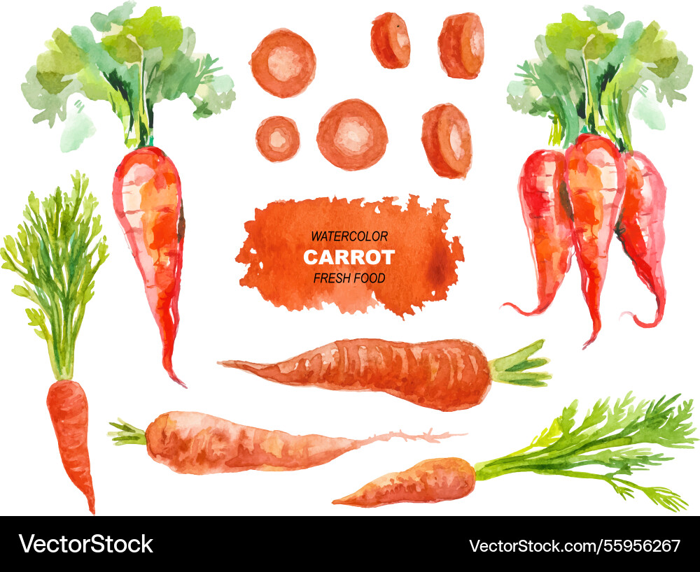 Watercolor painted carrot hand drawn design Vector Image