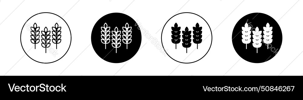 Wheat icon set barely and whole grain Royalty Free Vector
