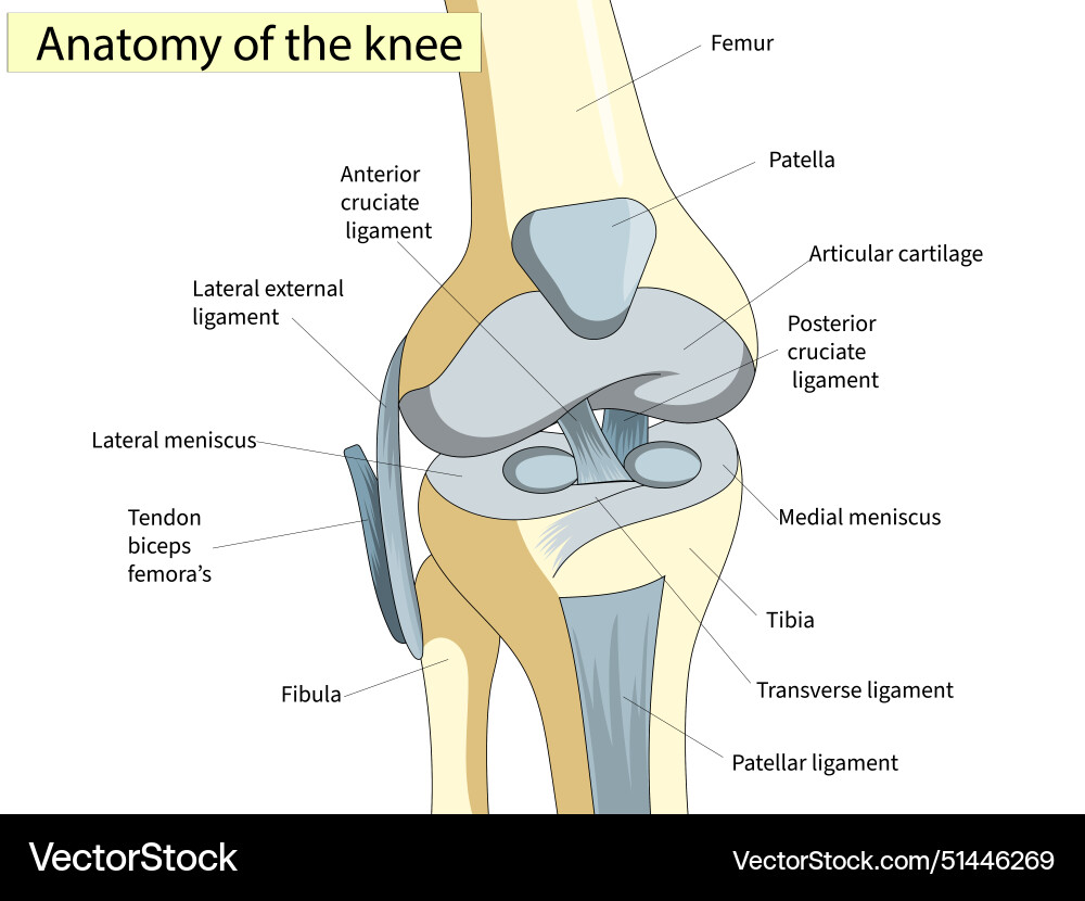Anatomy knee joint cross section showing Vector Image