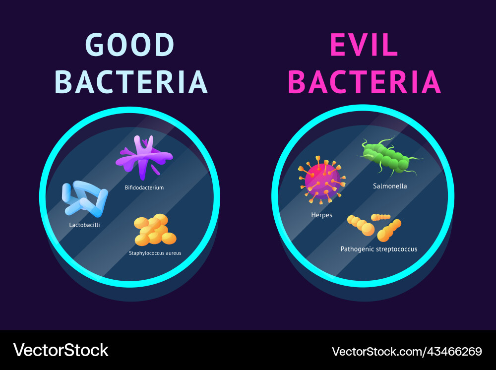 Gute und schlechte Bakterien laactobacillus probiotic