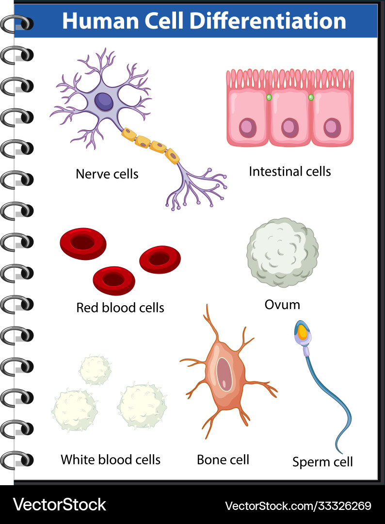 Information poster human cell differentiation Vector Image