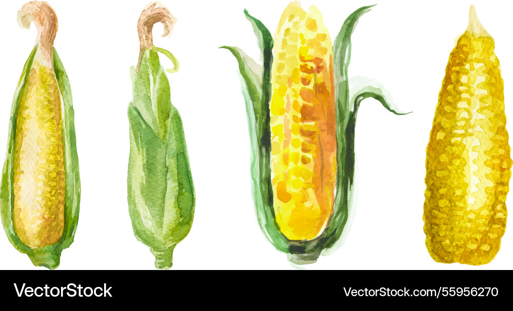 Watercolor painted corn hand drawn design Vector Image
