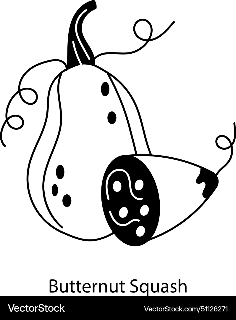 Butternut squash Royalty Free Vector Image - VectorStock