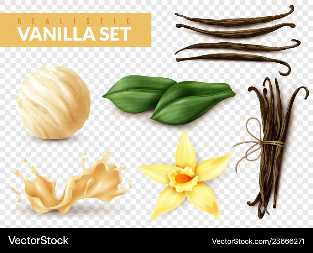 Vanilla set realistic transparent Royalty Free Vector Image